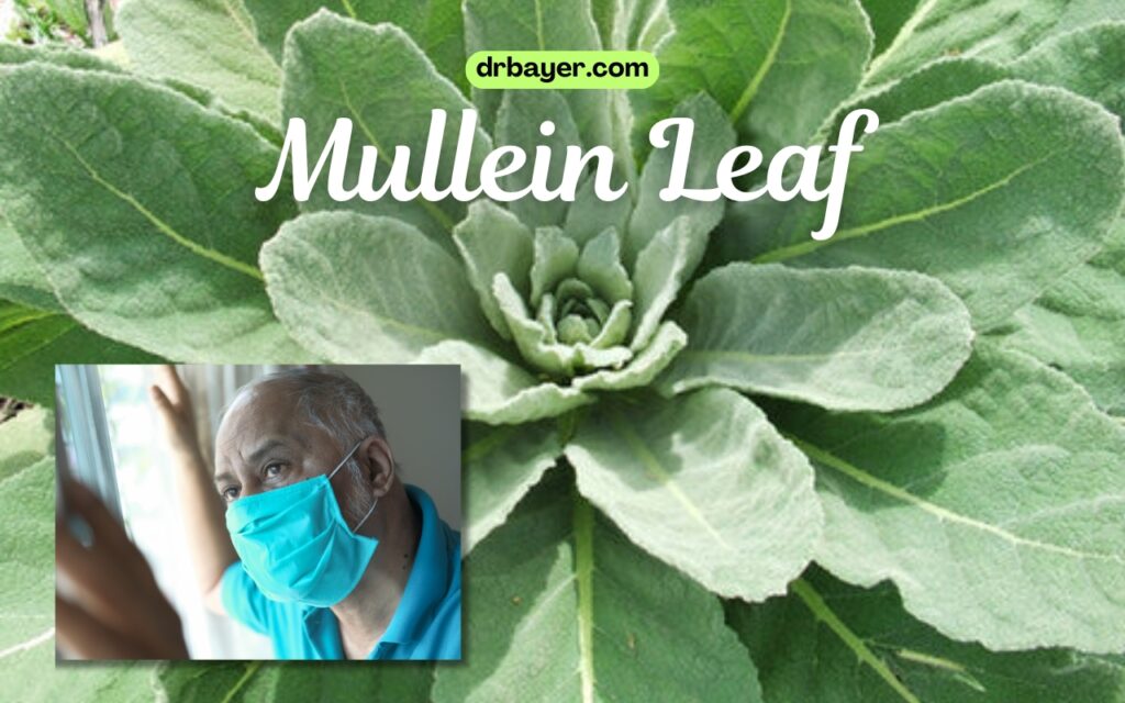 The Science Behind Mullein Leaf: Can This Herbal Remedy Support Lung ...